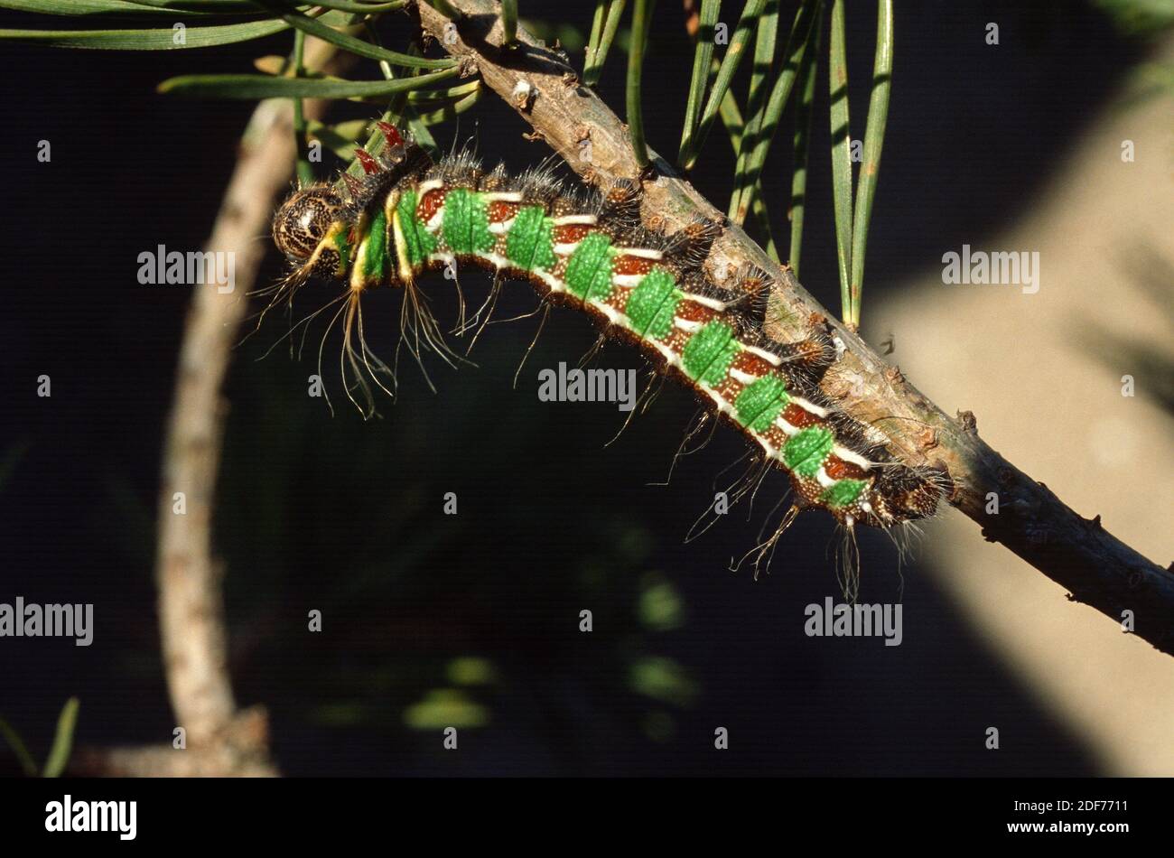 Spanish Moon Moth Caterpillar