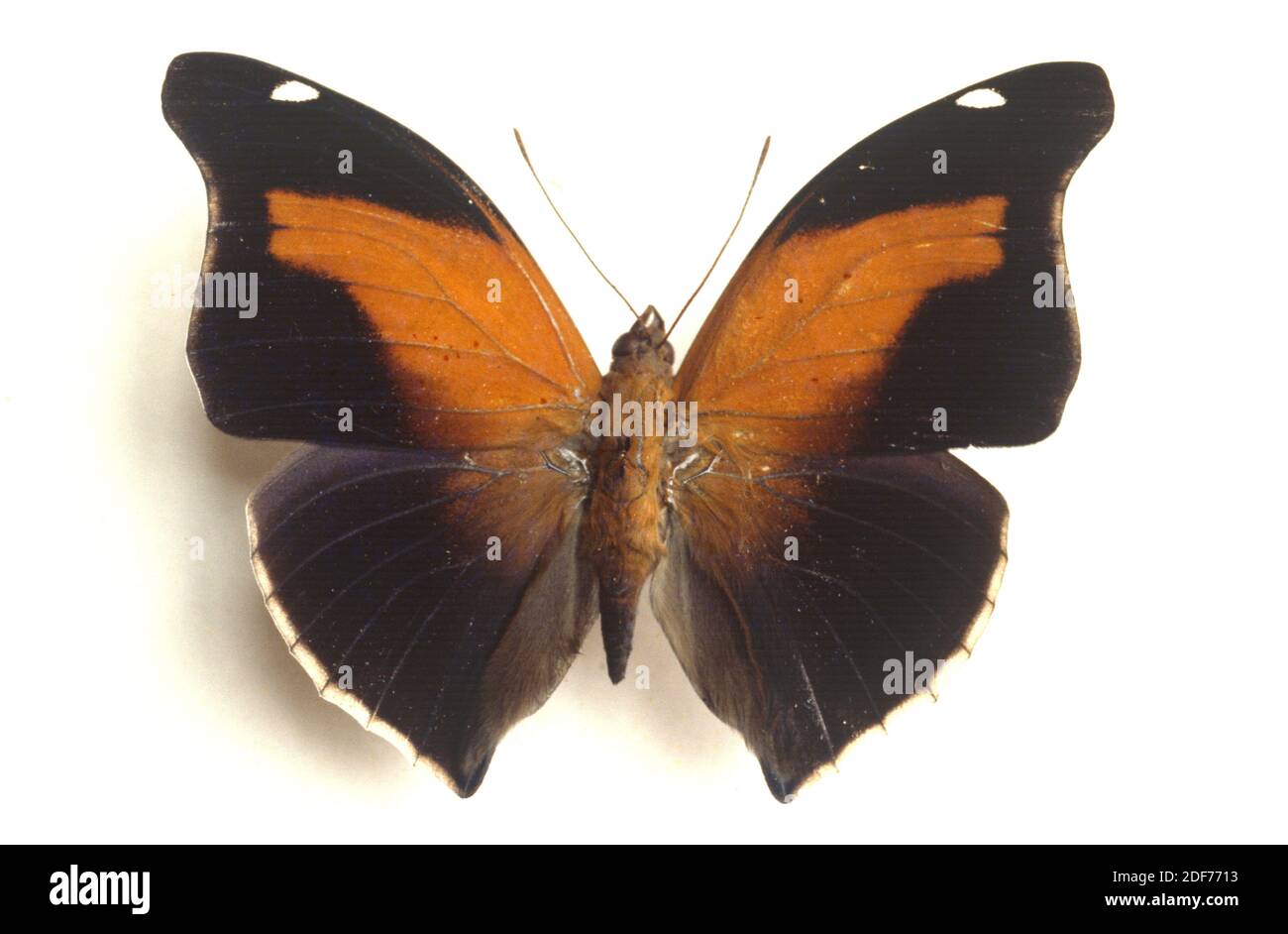 Odius hi-res stock photography and images - Alamy