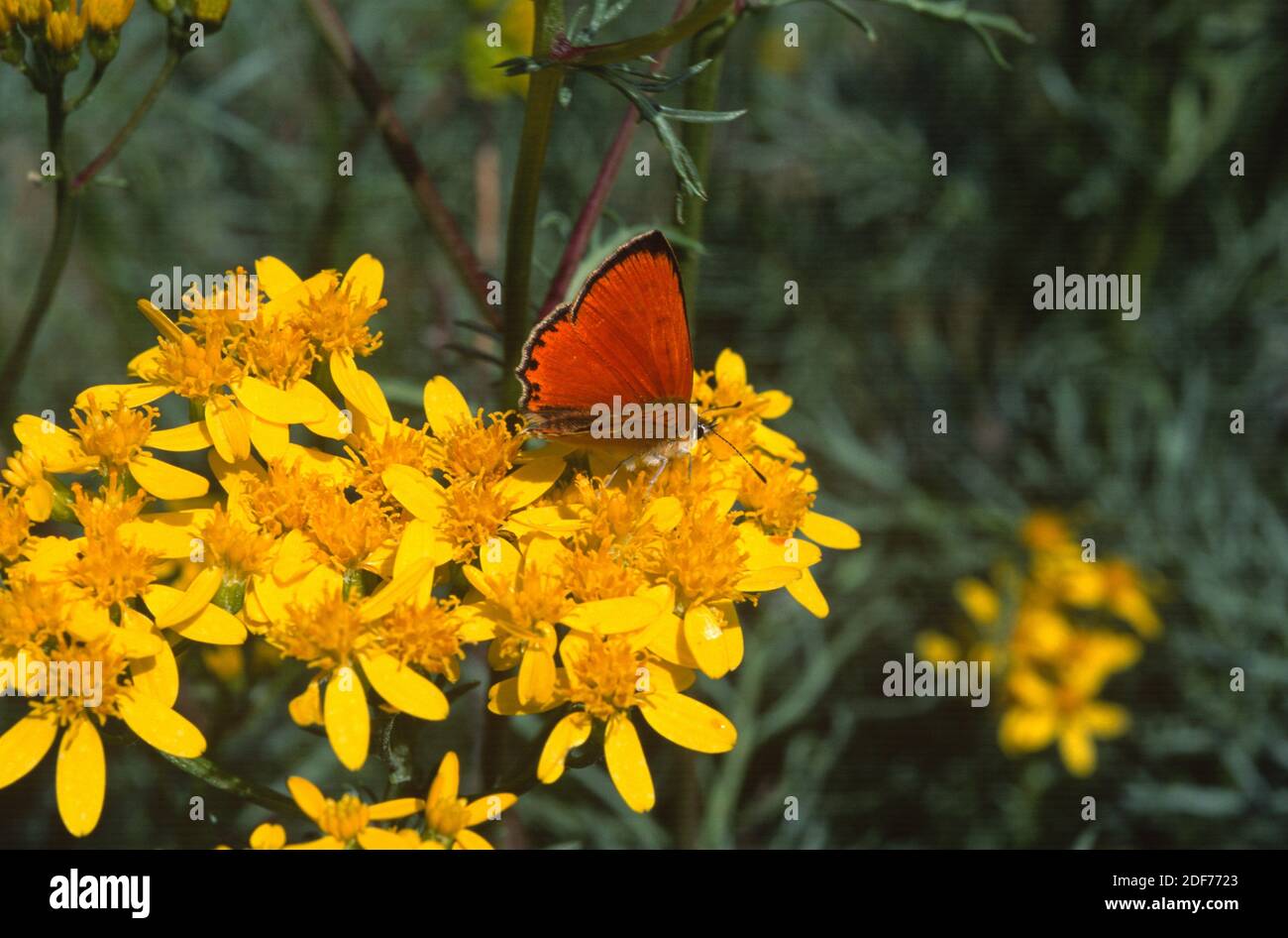 Native siberia hi-res stock photography and images - Alamy