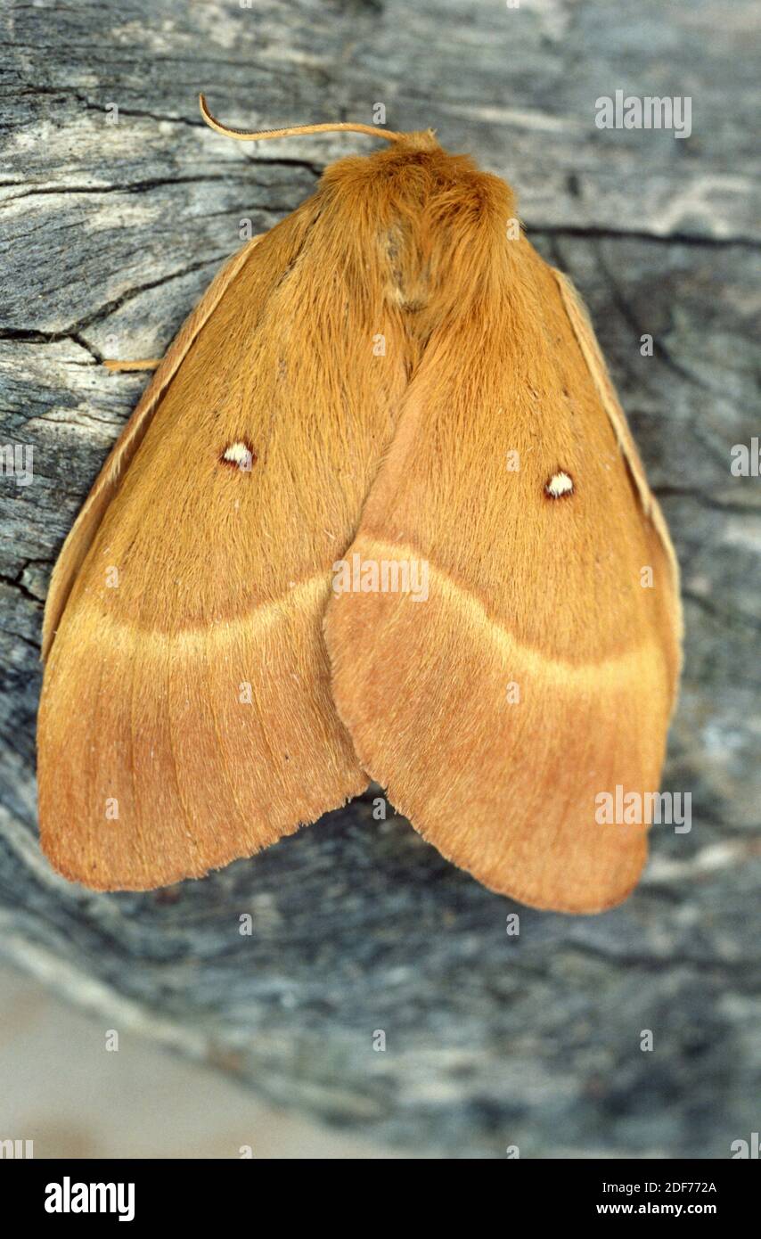 The oak eggar hi-res stock photography and images - Alamy