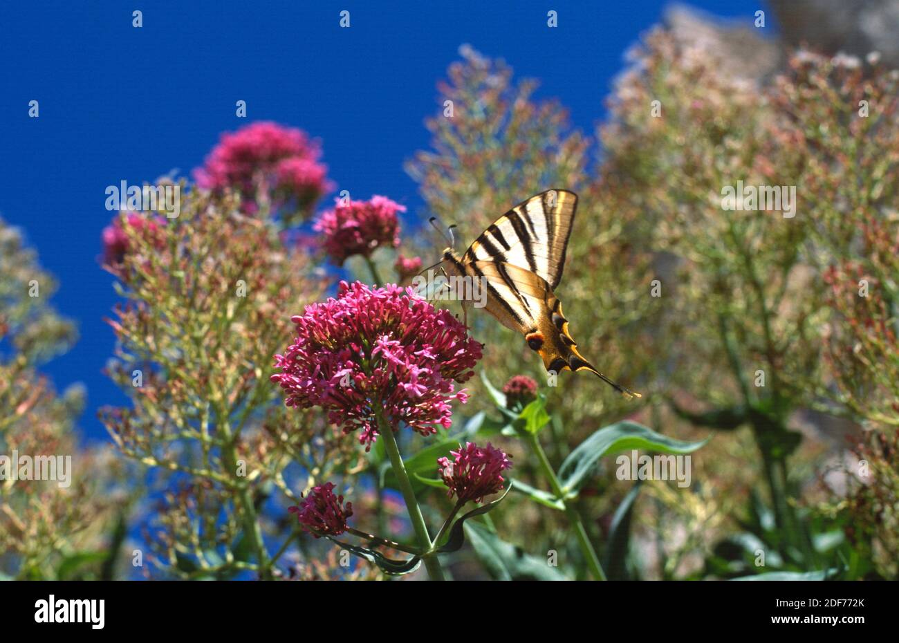 Butterfly iphiclides podalirius swallowtail hi-res stock photography ...