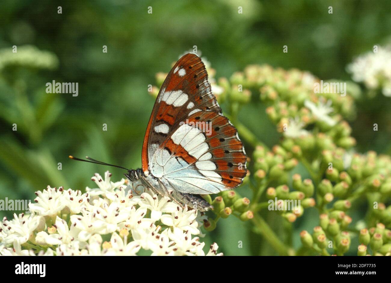 Asia butterfly flower hi-res stock photography and images - Alamy
