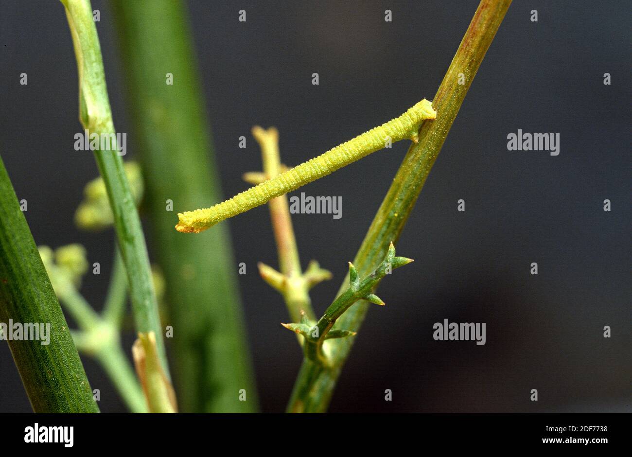 Little emerald (Jodis lactearia) is a moth native to Eurasia ...