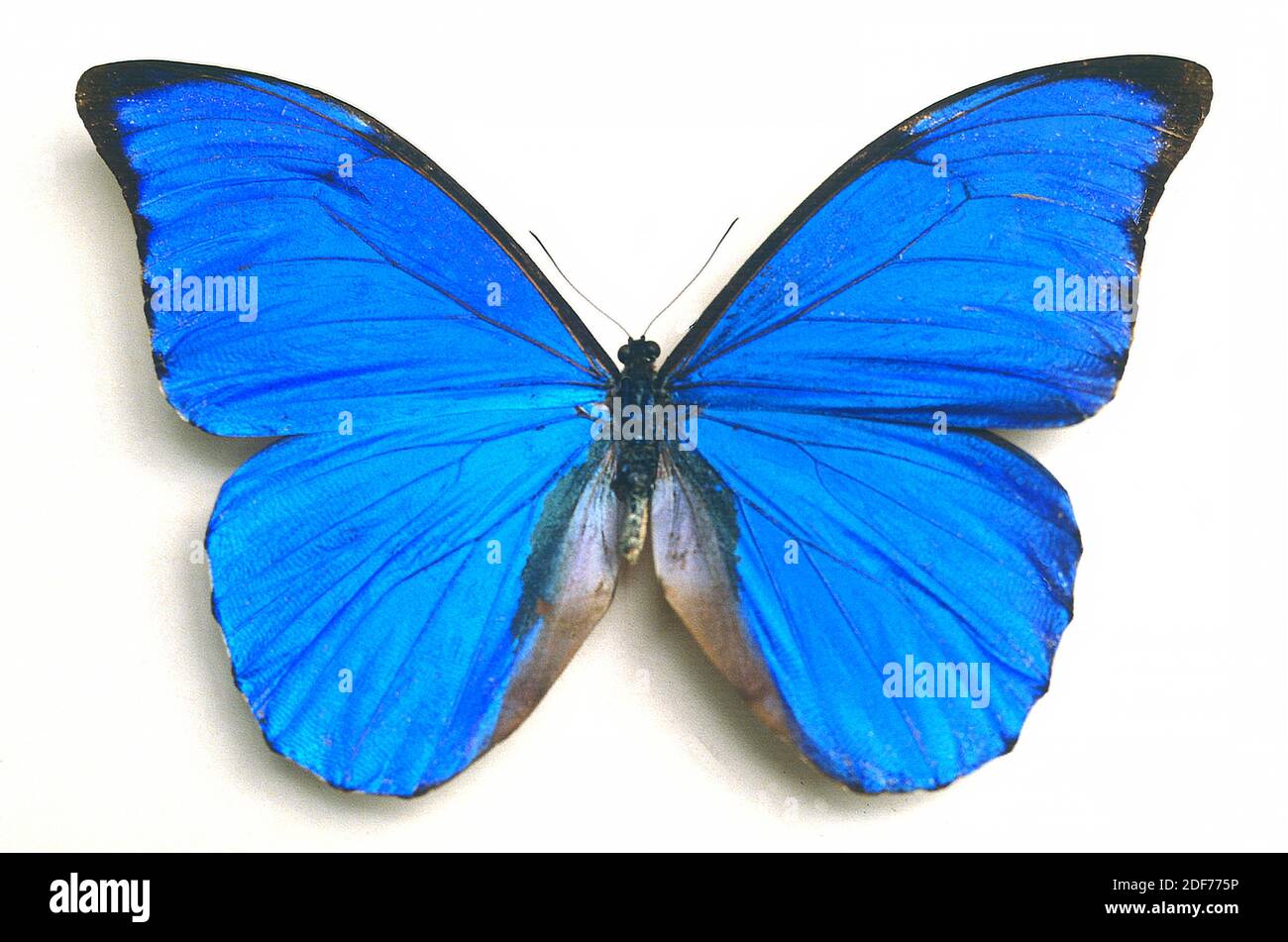 Morpho Anaxibia