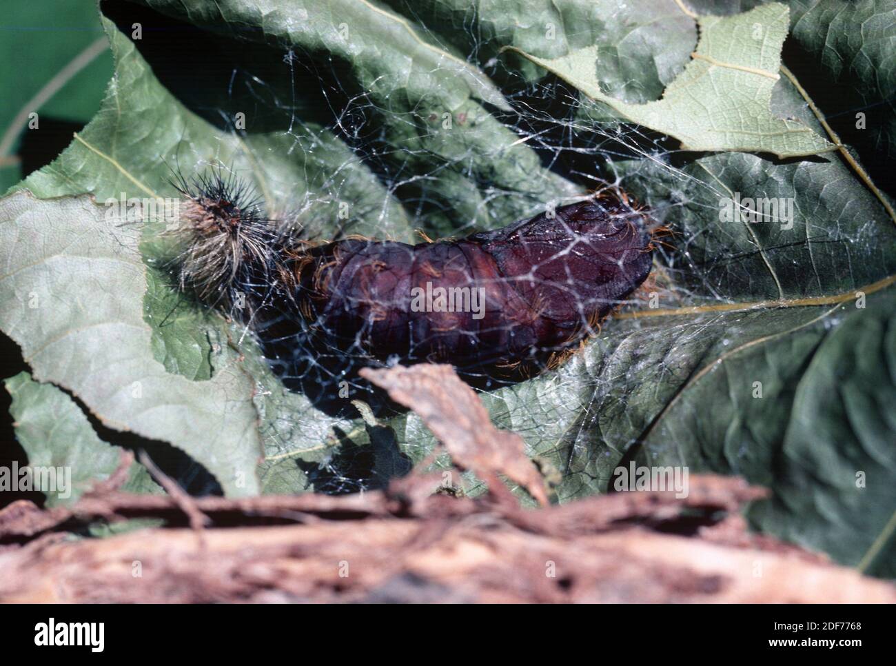 Moth Chrysalis High Resolution Stock Photography and Images - Alamy