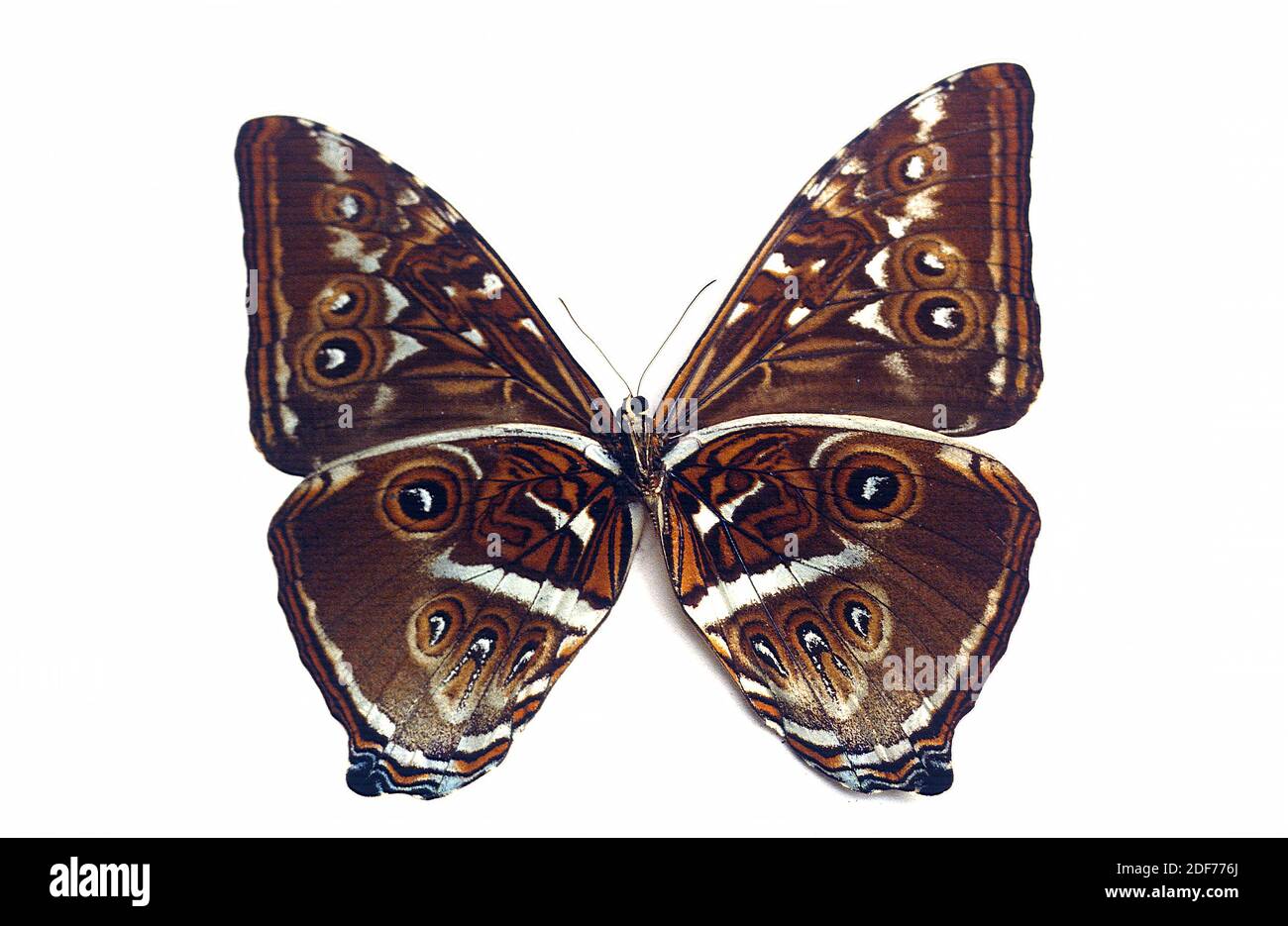 Morpho cisseis hi-res stock photography and images - Alamy