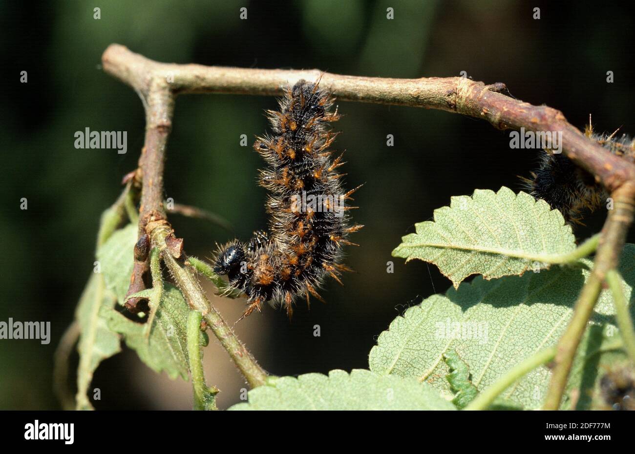 Tortoiseshell Butterfly Caterpillar High Resolution Stock Photography ...