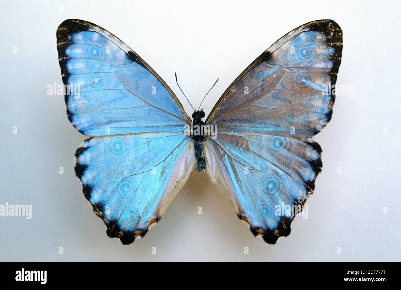 Morpho portis is a butterfly native to Amazon. Adult, dorsal side Stock ...