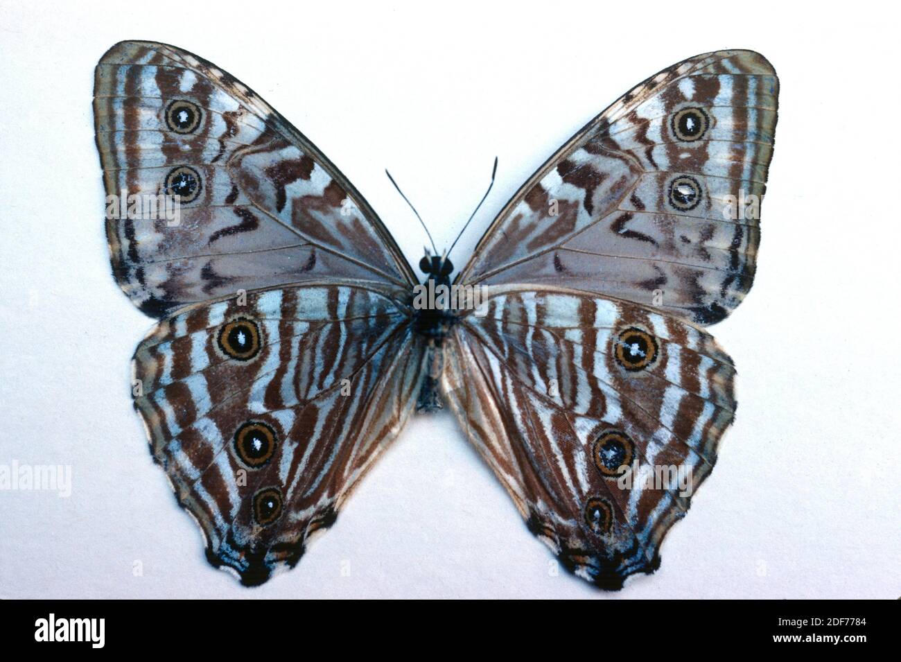 Amazon insect hi-res stock photography and images - Alamy