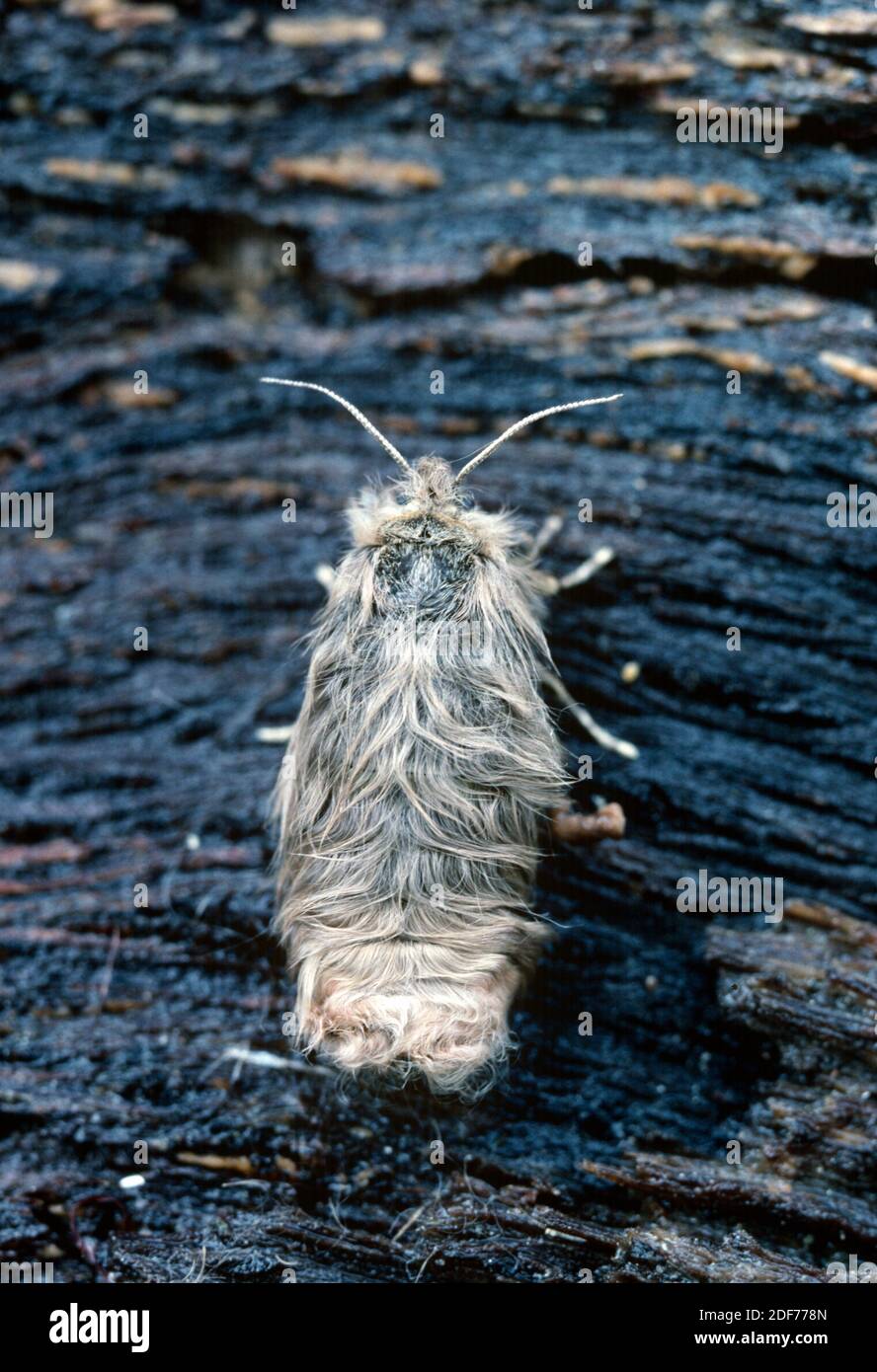 Female winter moth hi-res stock photography and images - Alamy