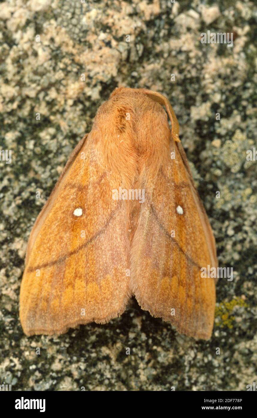 Europe moth hi-res stock photography and images - Alamy