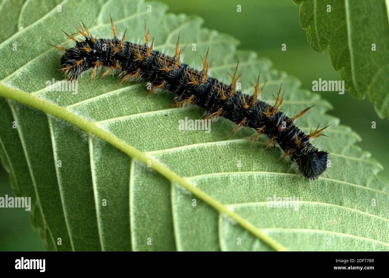 Caterpillars of tortoiseshell butterfly hi-res stock photography and ...