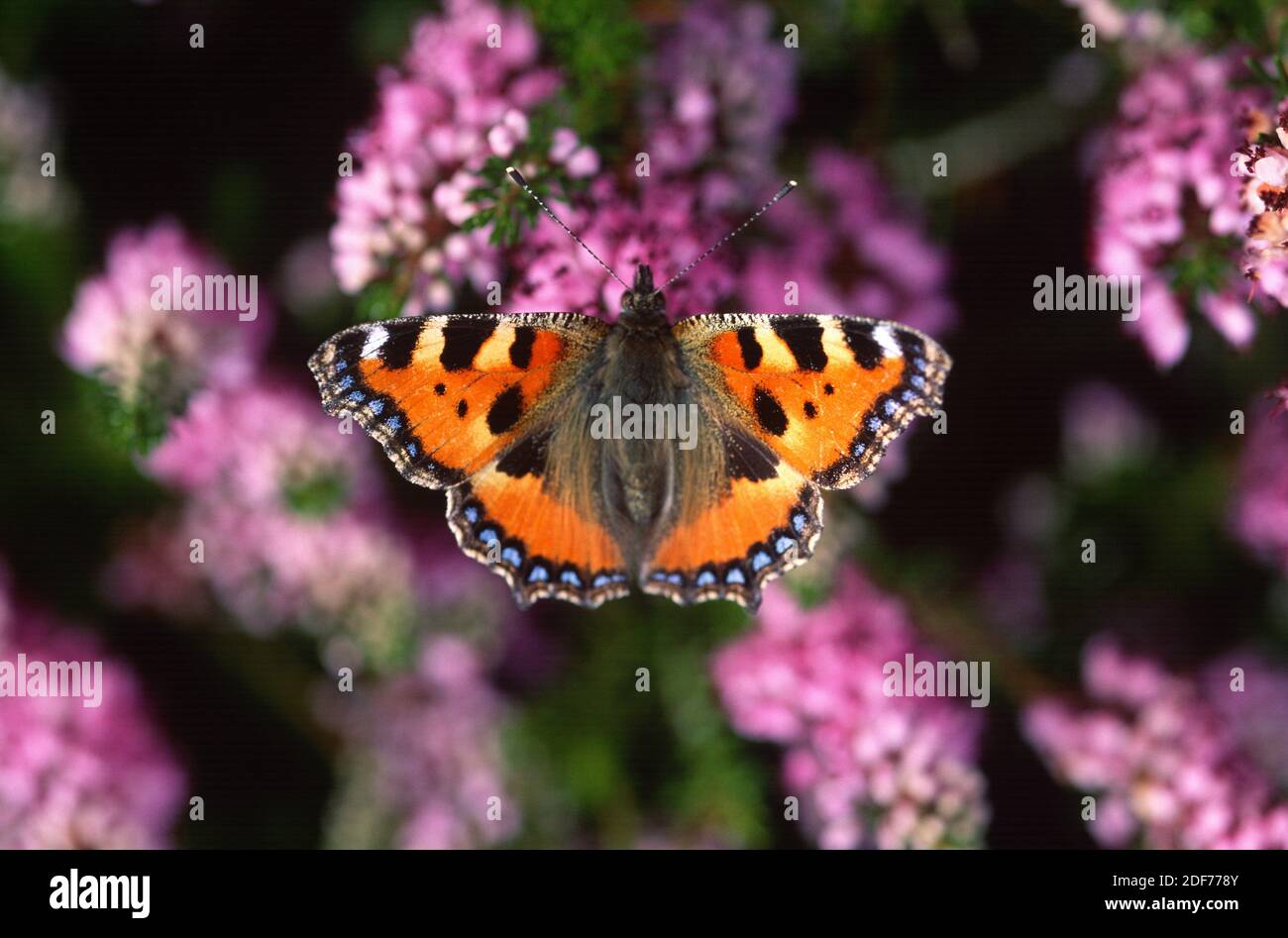 Tortoise Butterfly High Resolution Stock Photography and Images - Alamy