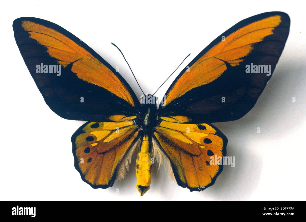 Golden Birdwing Butterfly High Resolution Stock Photography and Images ...