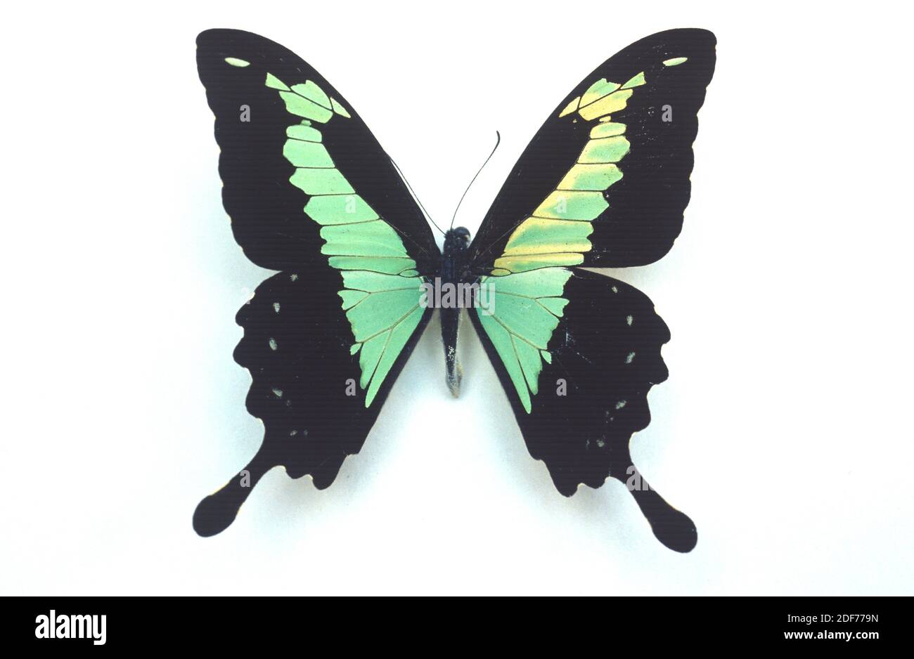 Green Swallowtail Butterfly
