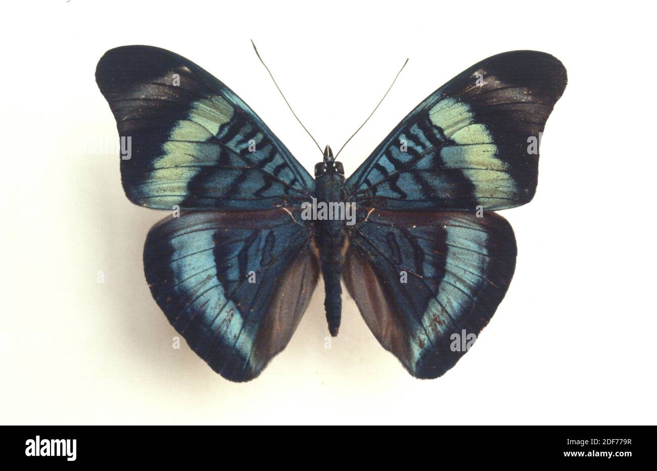 Prola beauty (Panacea prola) is a butterfly native to tropical America ...