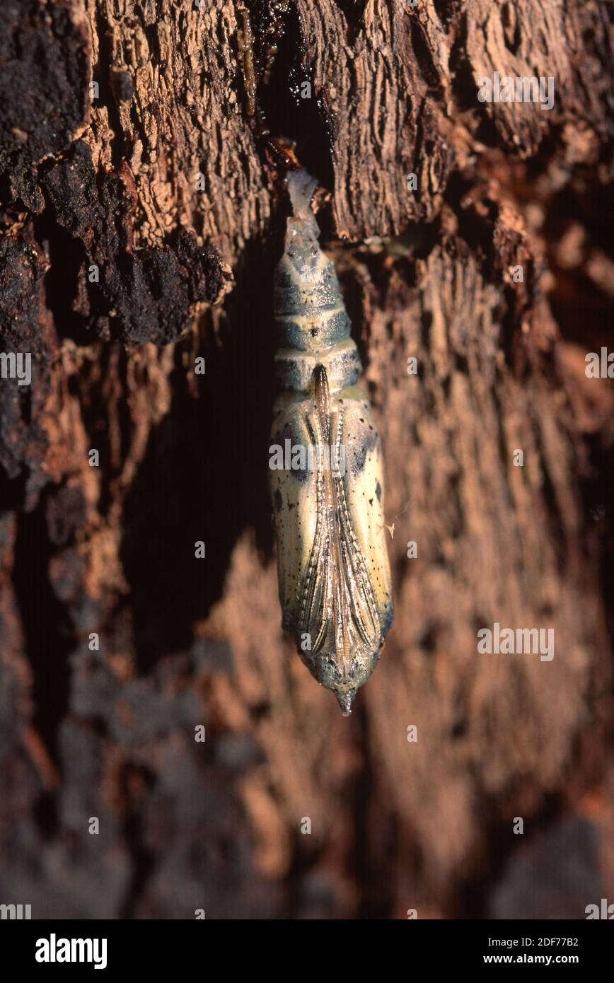 Brown Cocoon Identification