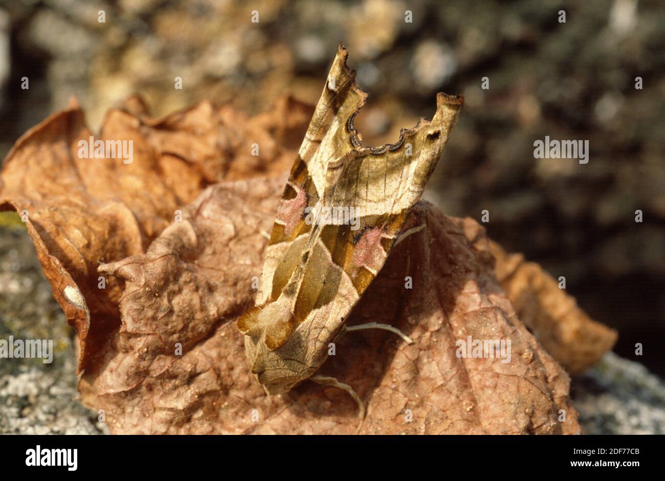 Angle shades (Phlogophora meticulosa) is a moth native to Europe, Asia ...