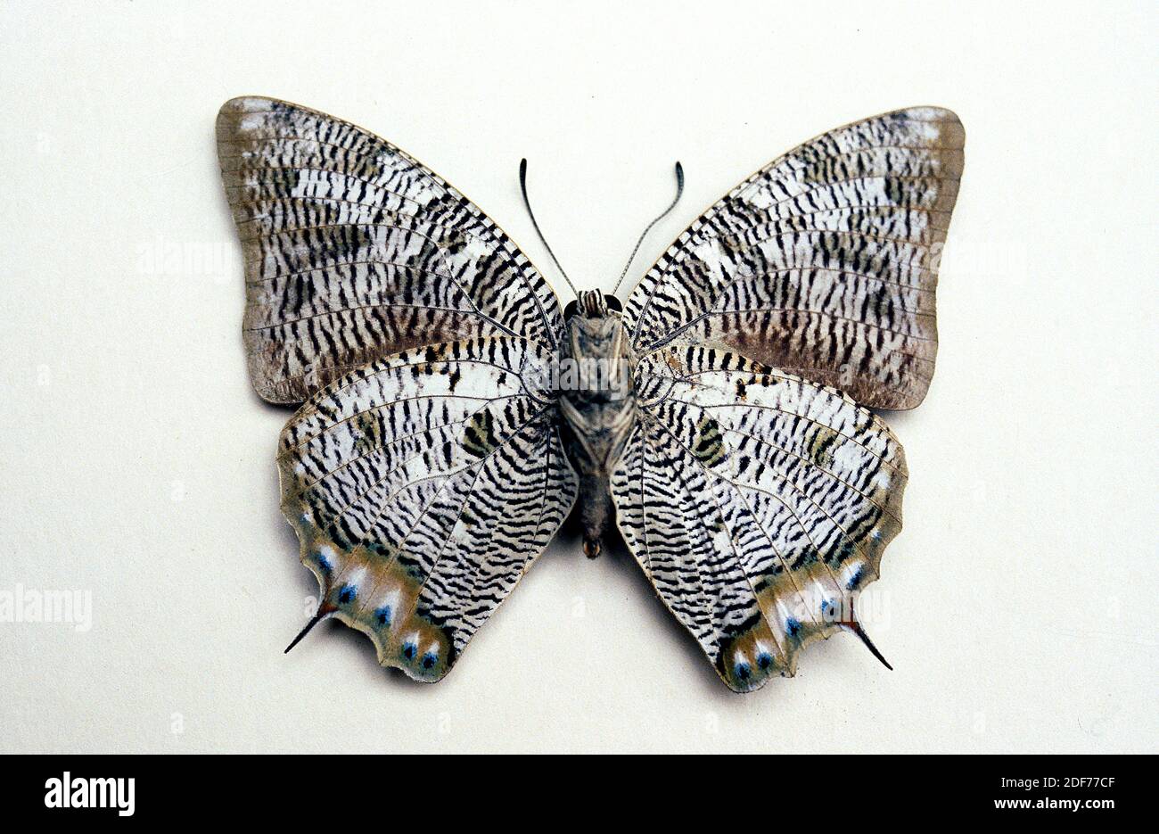 Polygrapha hi-res stock photography and images - Alamy