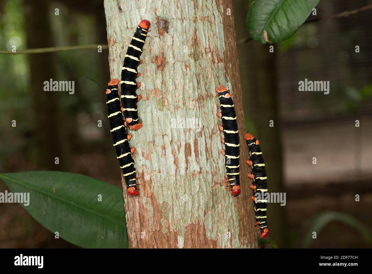 Tetrio sphinx moth pseudosphinx tetrio hi-res stock photography and ...