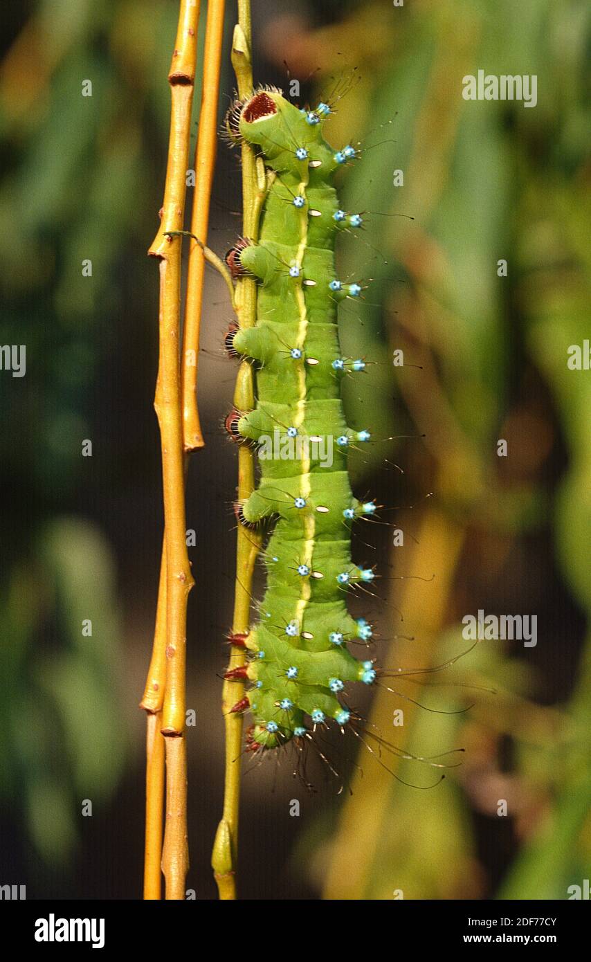 Giant Caterpillar Monster