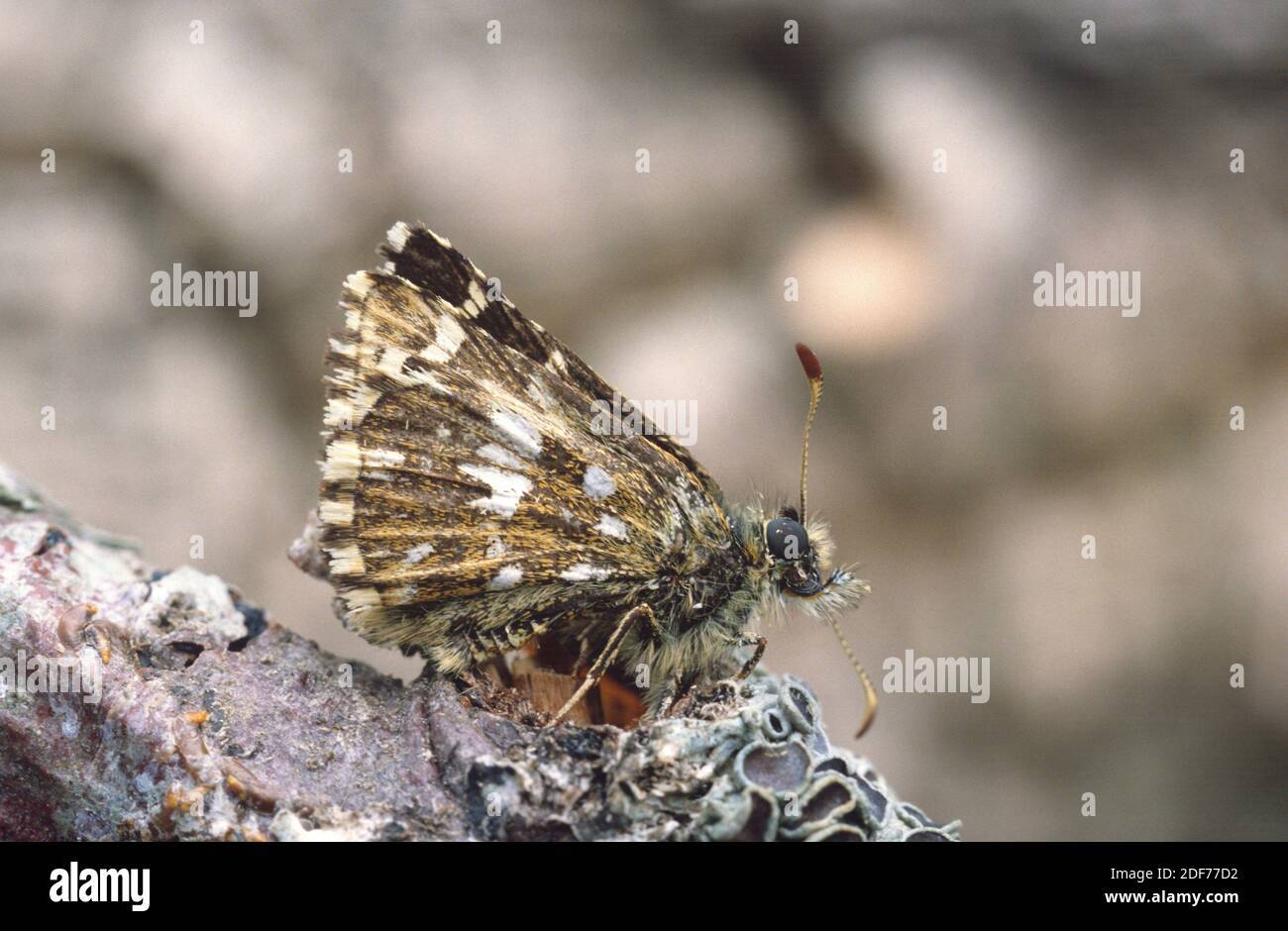 Skipper hi-res stock photography and images - Alamy