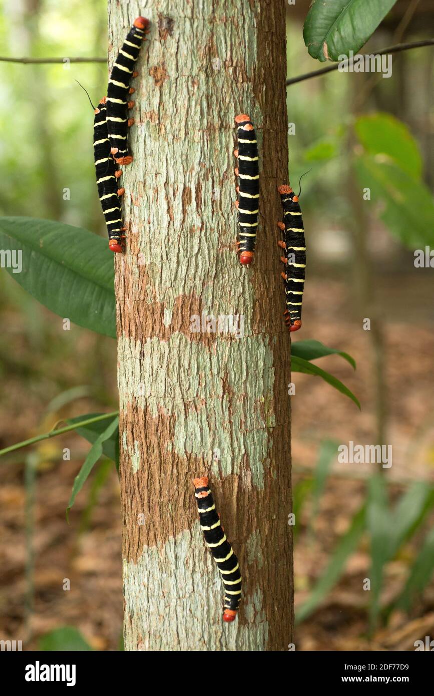 Tetrio sphinx moth pseudosphinx tetrio hi-res stock photography and ...