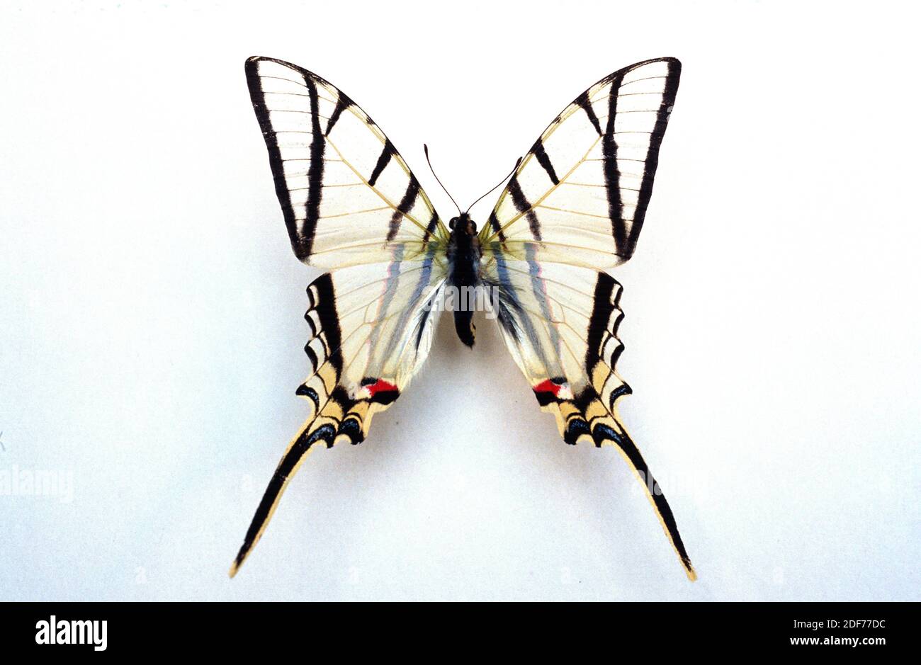 Protesilaus butterfly hi-res stock photography and images - Alamy