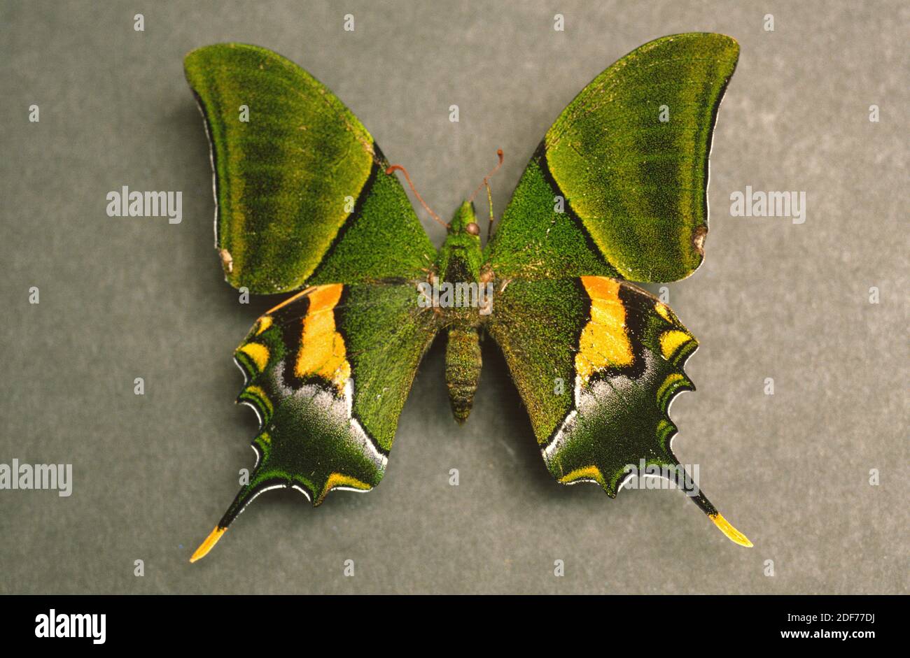 Teinopalpus imperialis hi-res stock photography and images - Alamy