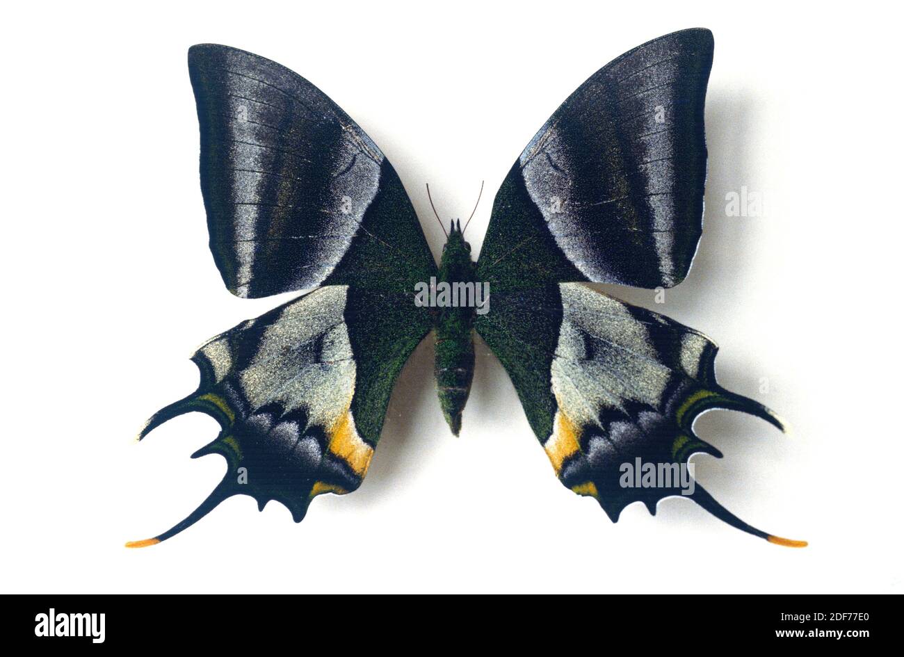 Rarest Butterfly In The World