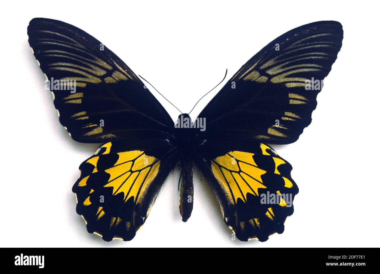 Very large butterfly hi-res stock photography and images - Alamy