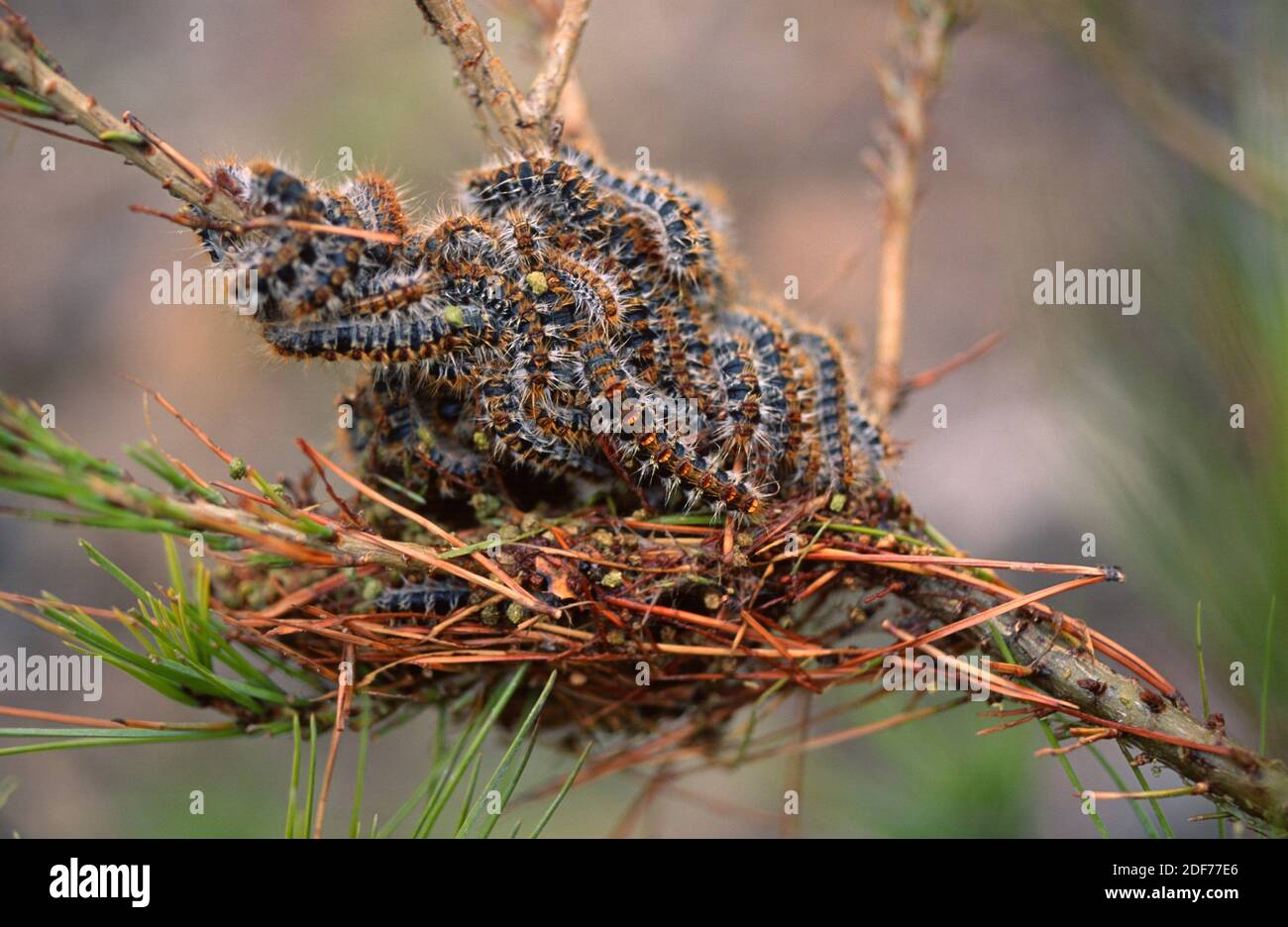 Processionary hi-res stock photography and images - Alamy