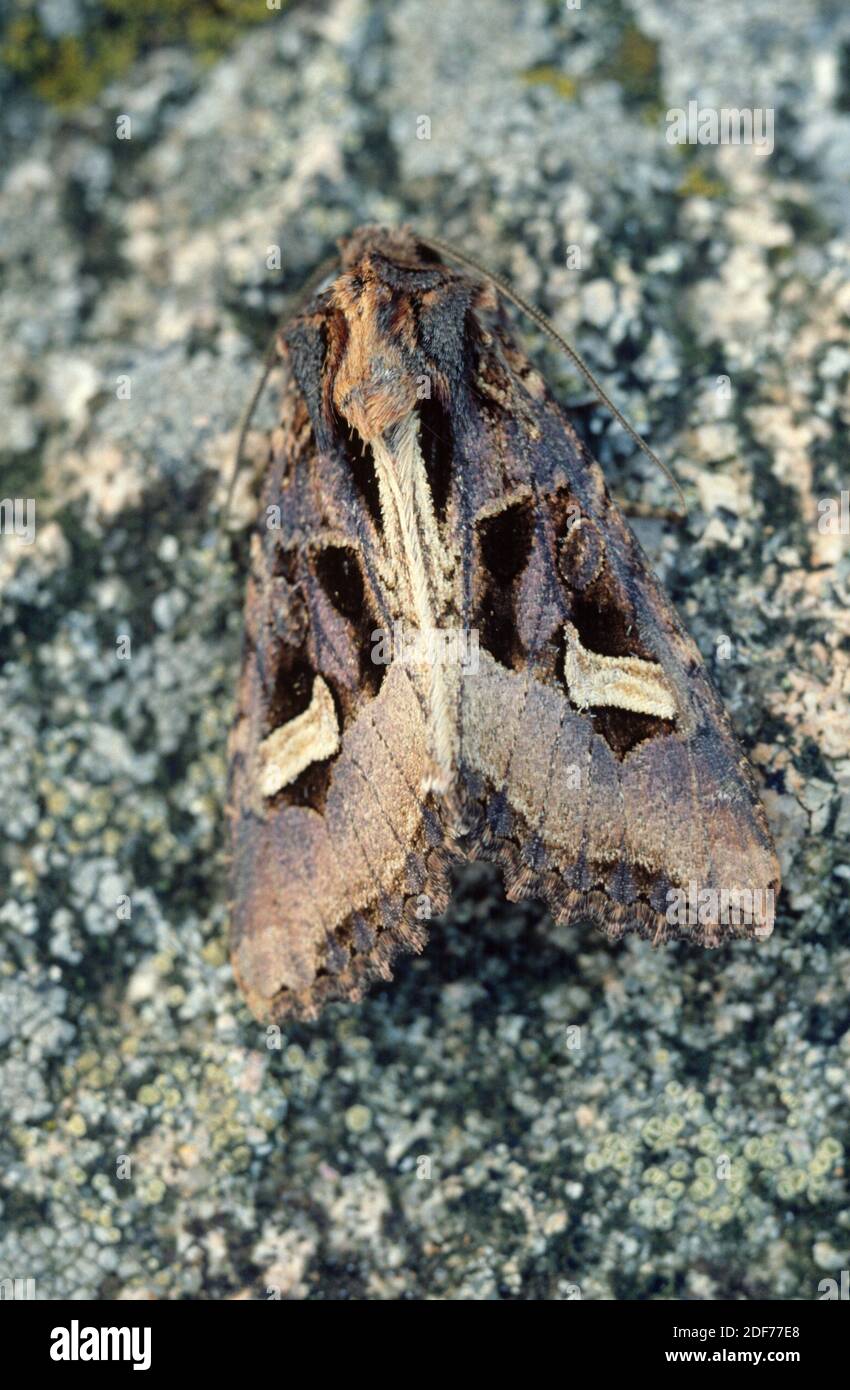 Flame brocade (Trigonophora flammea) is a moth native to western Europe ...