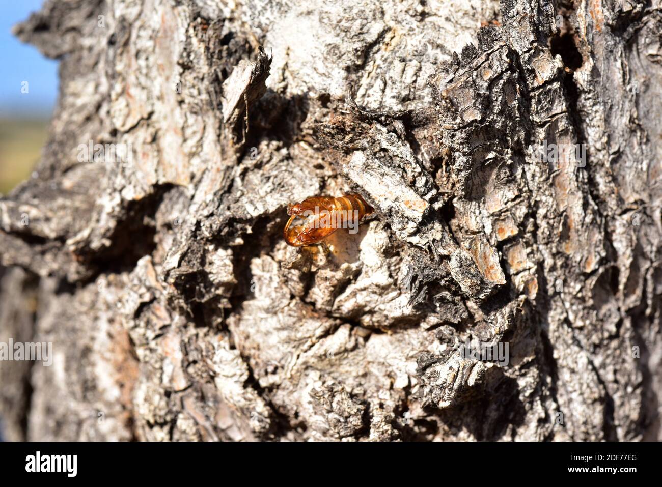 Poplar moth hi-res stock photography and images - Alamy