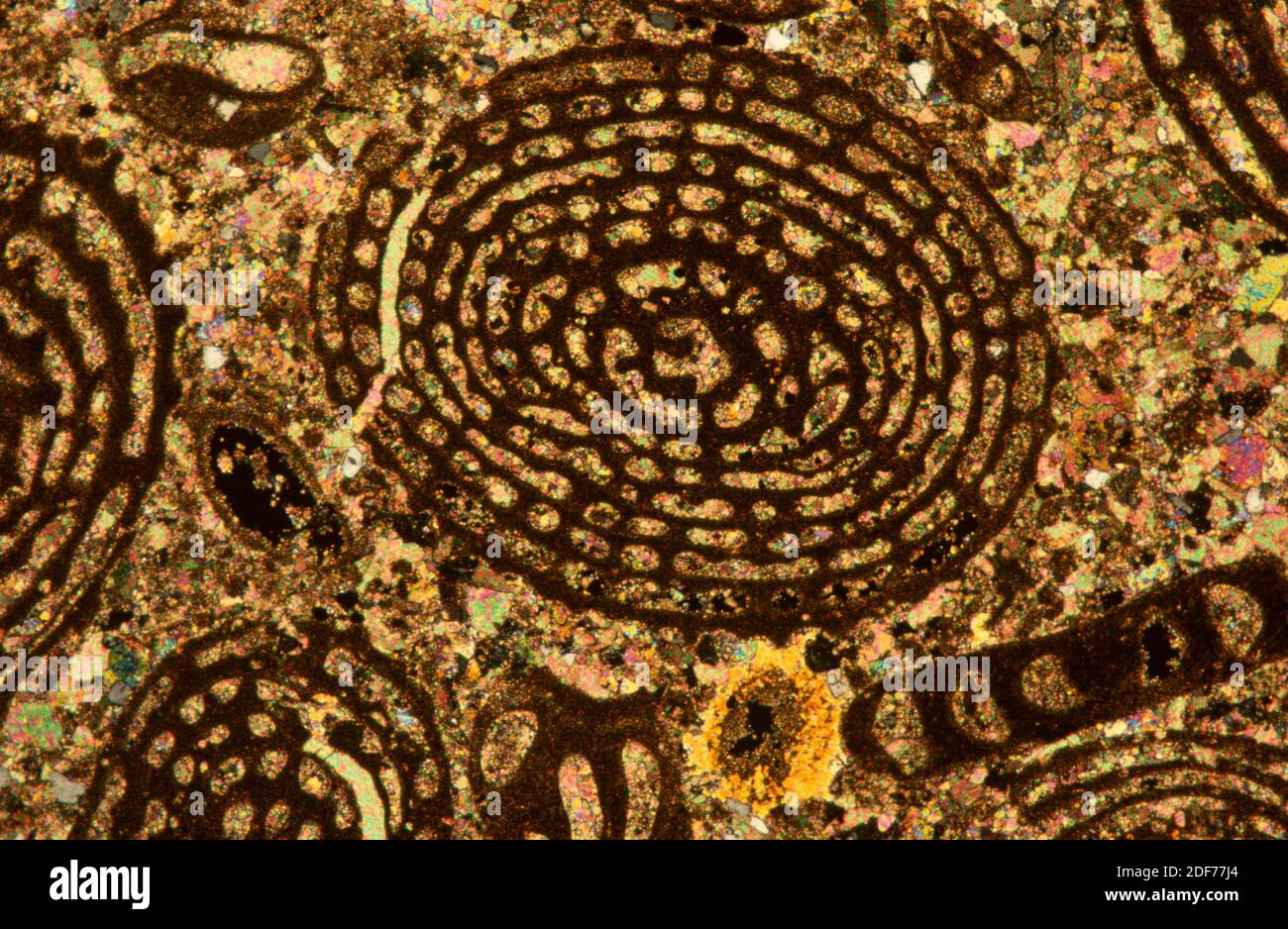 Fossil limestone microscope hi-res stock photography and images - Alamy