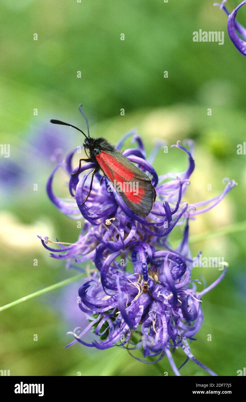 Adult Moth Up Close High Resolution Stock Photography and Images - Alamy