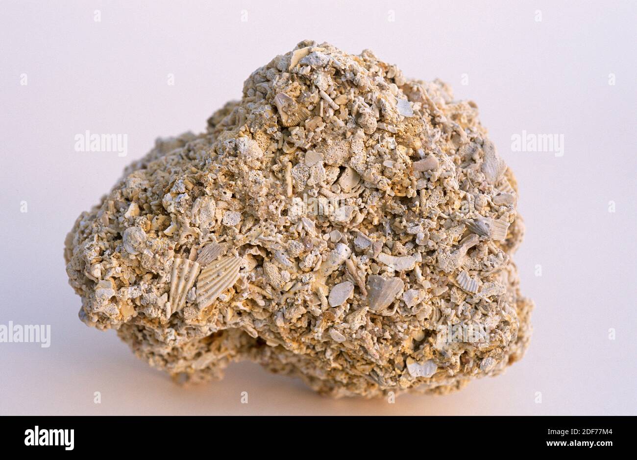 Skeletal Limestone