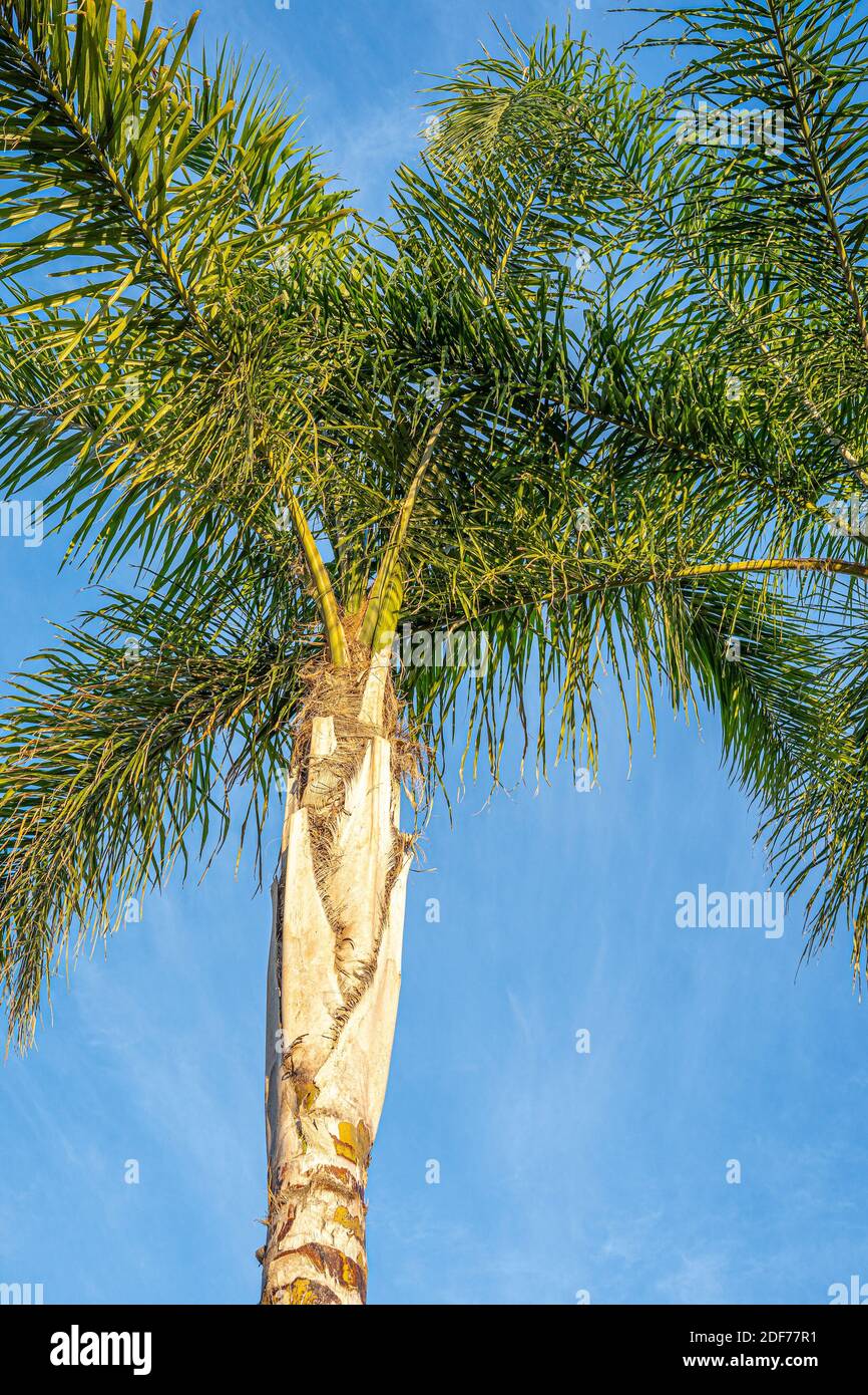Palm trees against a pretty blue sky as background. Hight quality photo ...