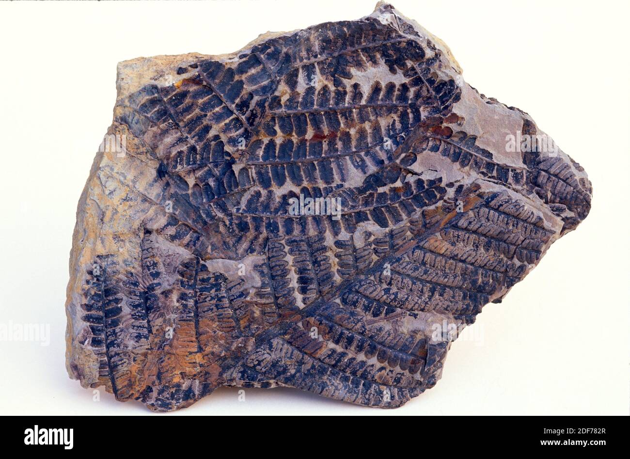 Fossil fern pecopteris hi-res stock photography and images - Alamy
