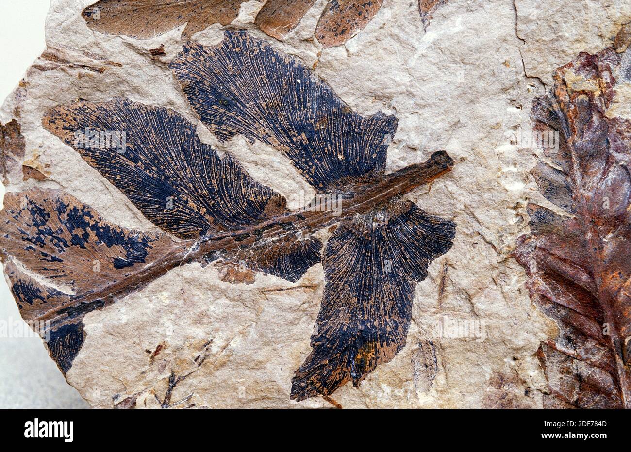 Carboniferous Period High Resolution Stock Photography and Images - Alamy