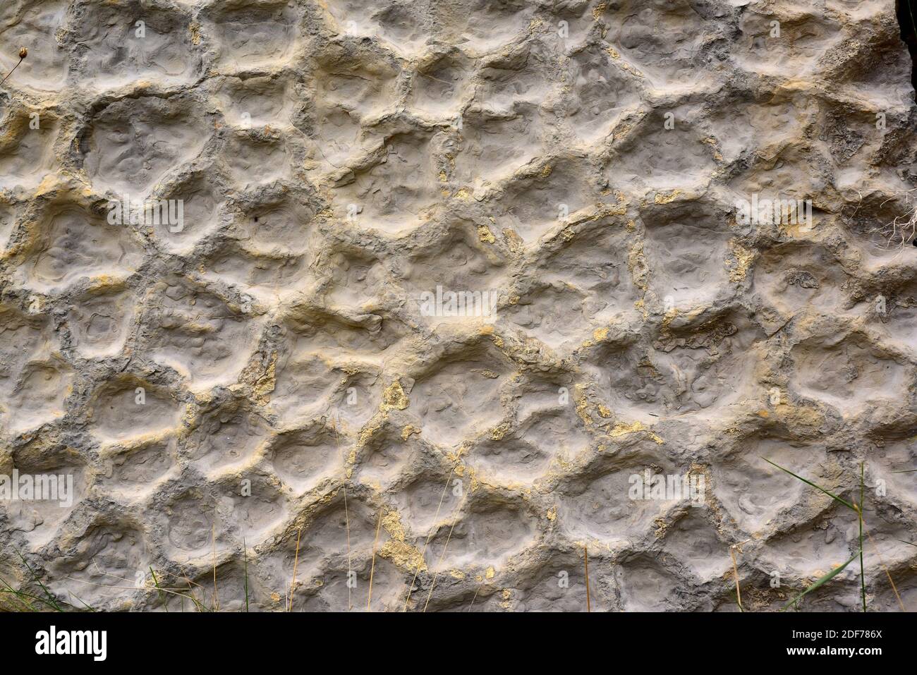 Desiccation crack fossil paleontology hi-res stock photography and ...