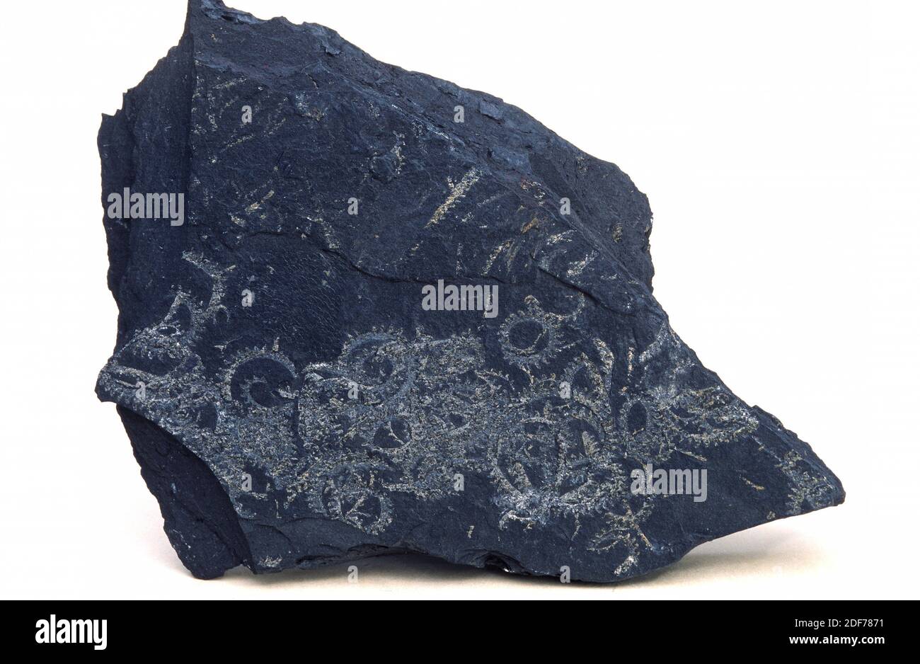 Silurian fossil graptolite Cut Out Stock Images & Pictures - Alamy
