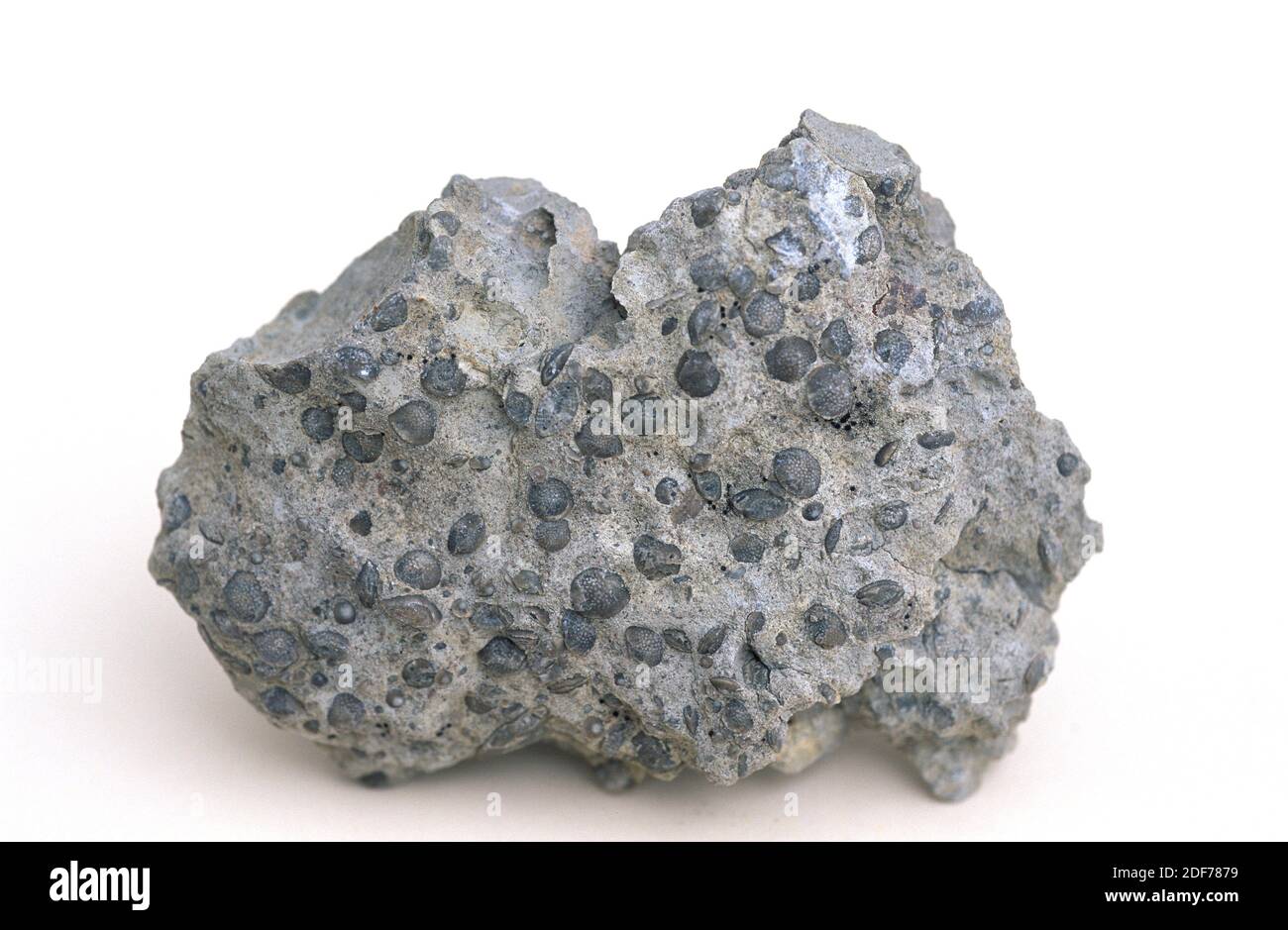 Foraminifera hi-res stock photography and images - Alamy