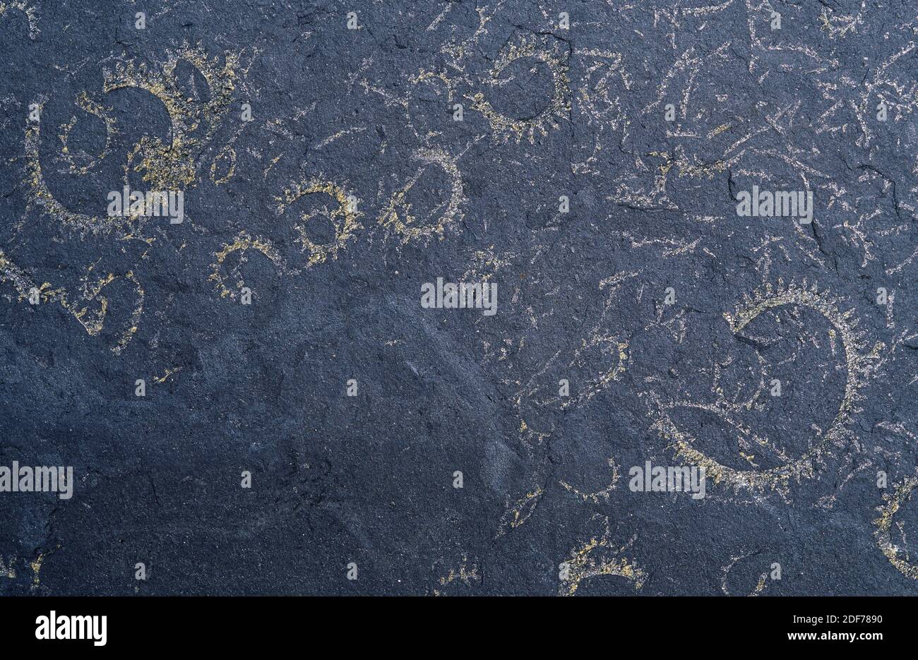 Graptolite High Resolution Stock Photography and Images - Alamy