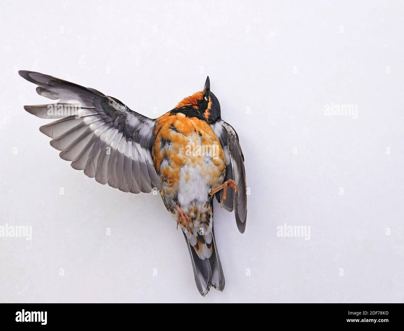 Varied Thrush