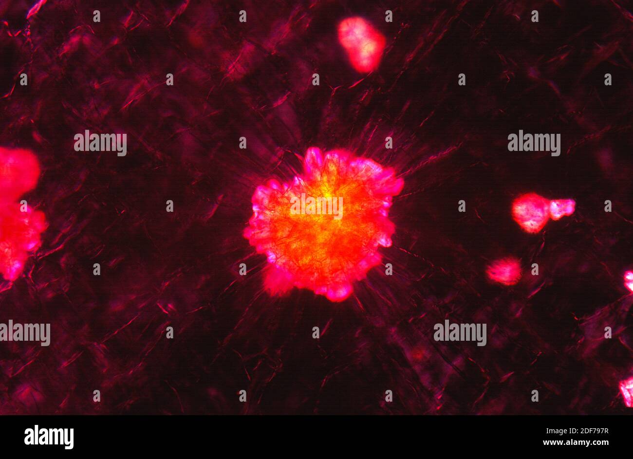 Sclerenchyma tissue hi-res stock photography and images - Alamy