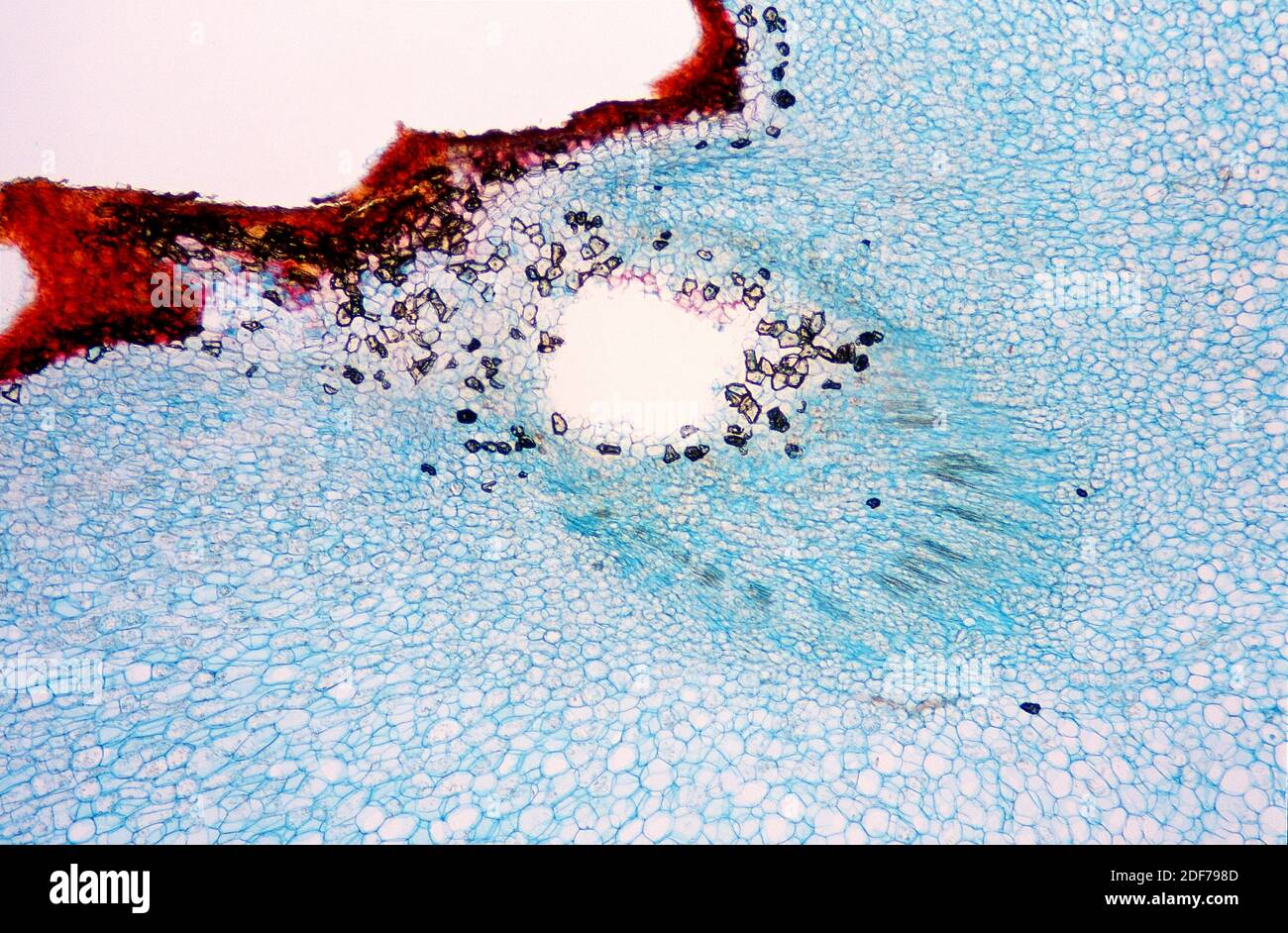 Laticifer cell hi-res stock photography and images - Alamy