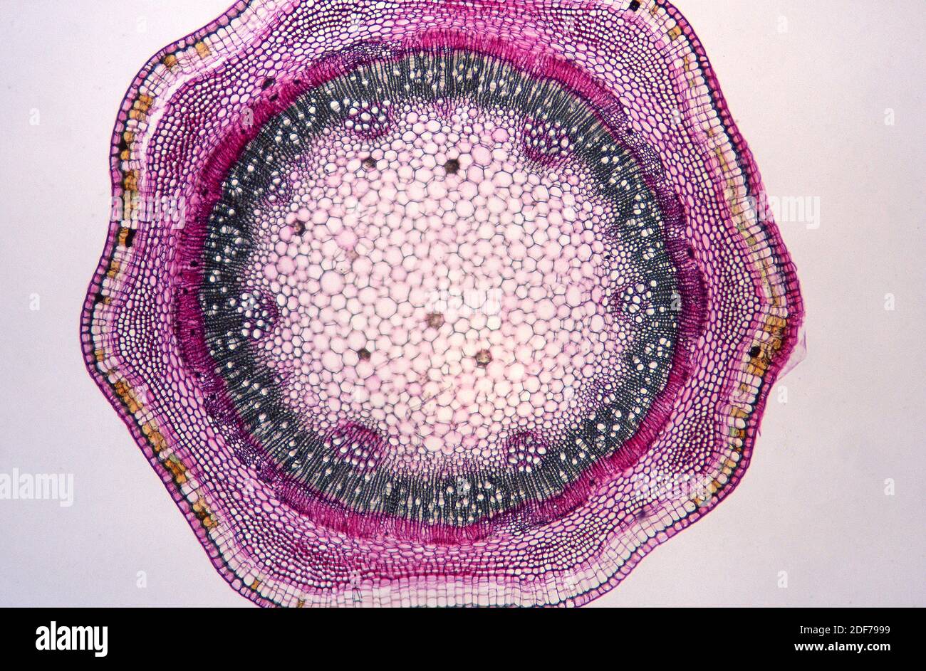 Cross Section Plant Stem Plant Physiology Microscopic Photography