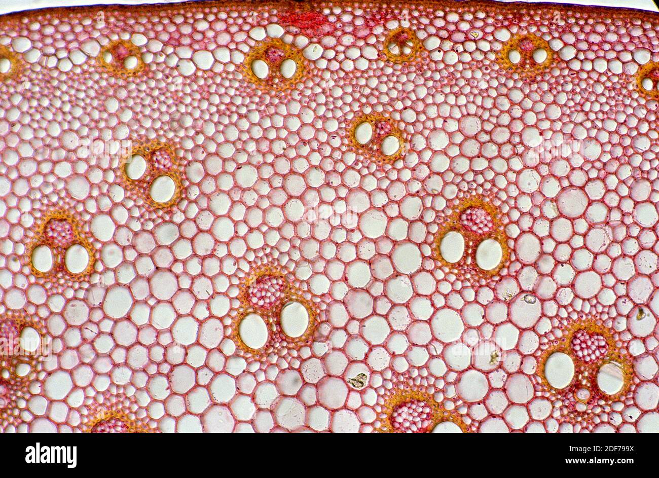 Monocot Stem Under Microscope