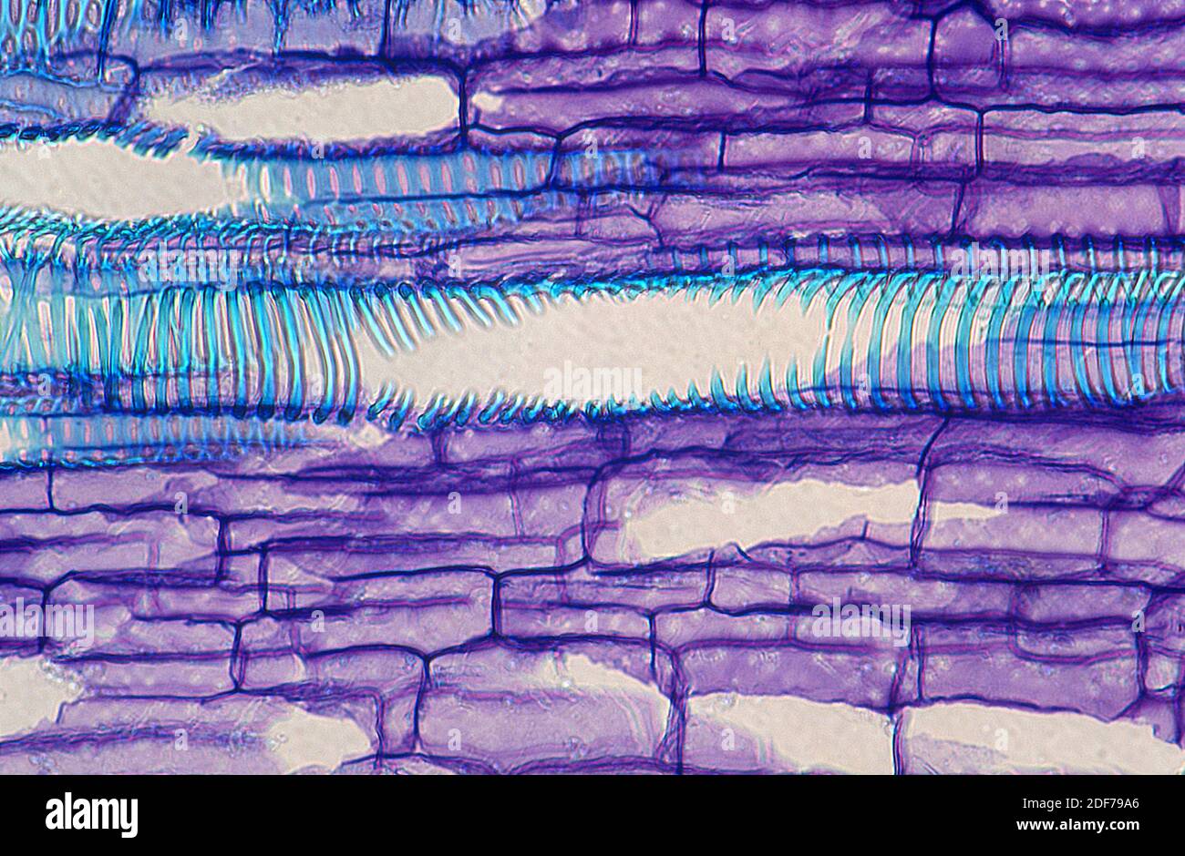 Xylem Stock
